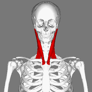 Pain GIF - Find on GIFER