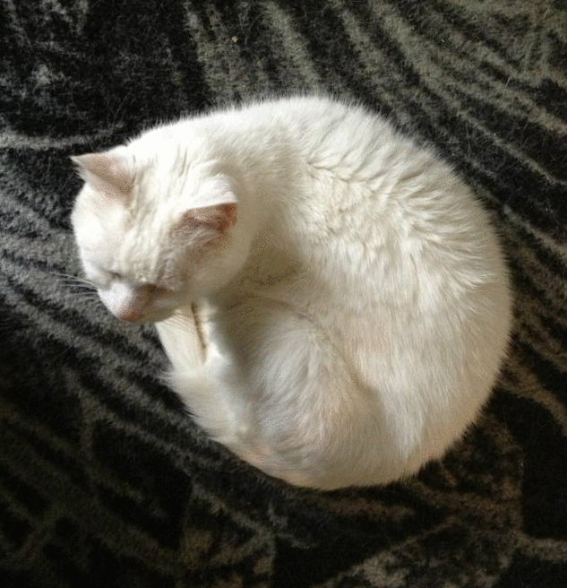 Cat love me awee GIF - Find on GIFER