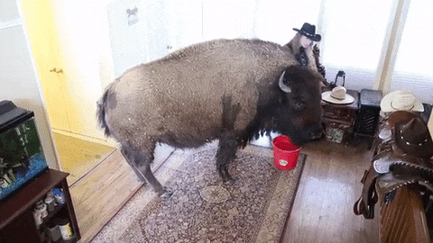 Buffalo GIF - Find on GIFER