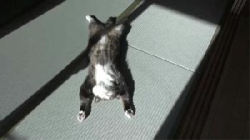 My cat GIF - Find on GIFER
