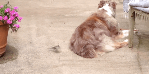 GIF fur - animated GIF on GIFER