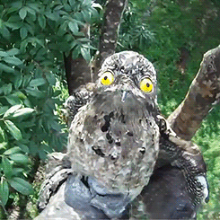 Bird derp GIF - Find on GIFER