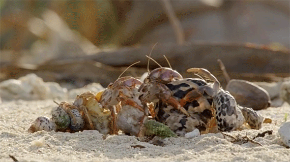 Crab GIF - Find on GIFER