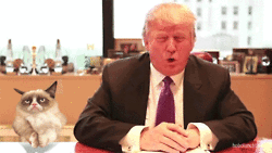GIF grumpy cat donald trump - animated GIF on GIFER - by Joge