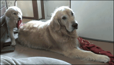 Blanket GIF - Find on GIFER
