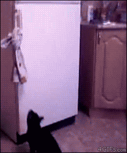 GIF refrigerator cat jump - animated GIF on GIFER