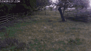 Animal farm GIF - Find on GIFER