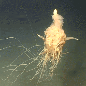 Sea creatures GIF - Find on GIFER
