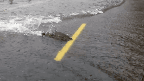 Fish salmon GIF - Find on GIFER