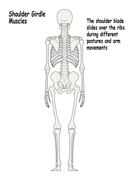 GIF muscles - animated GIF on GIFER