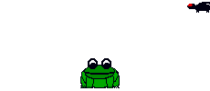 Frogs GIF - Find on GIFER