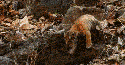 GIF cub - animated GIF on GIFER