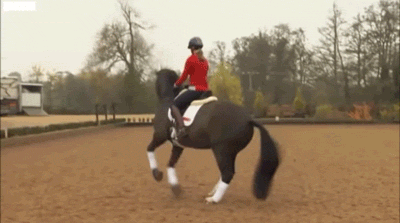Equestrian GIF - Find on GIFER