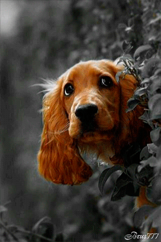 Dog GIF - Find on GIFER