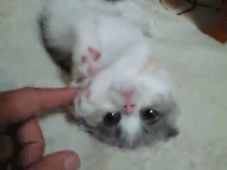 Fluffy GIF - Find on GIFER