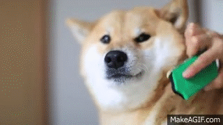 GIF fluffy - animated GIF on GIFER