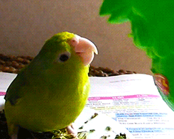 Parrotlet bird parrot GIF - Find on GIFER