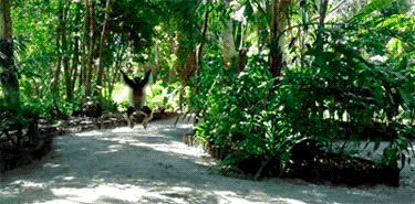 Camera habitat GIF - Find on GIFER