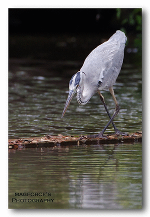 GIF prey - animated GIF on GIFER