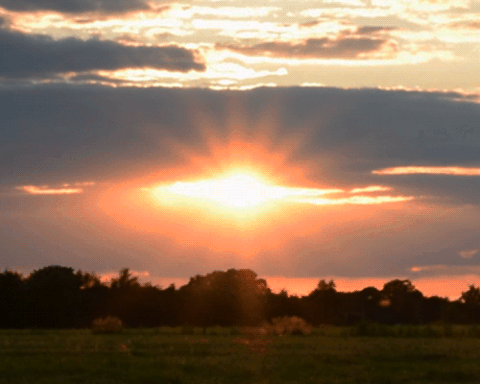 GIF field - animated GIF on GIFER