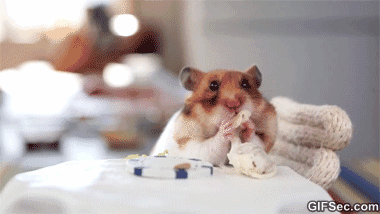 GIF feeding - animated GIF on GIFER