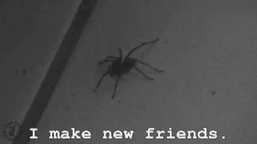 Lol Meme Gif Lol Memes GIFs Find & Share On GIPHY