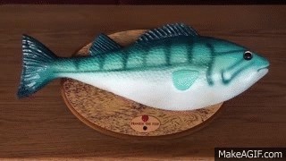 Fish GIF - Find on GIFER