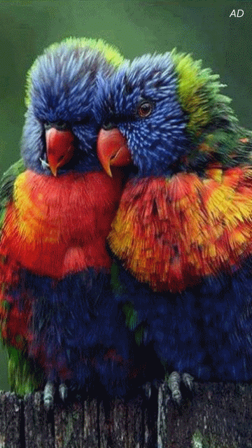Parrot screensavers mobile9 GIF - Find on GIFER