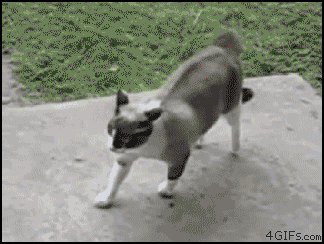 Funny cute lol GIF - Find on GIFER