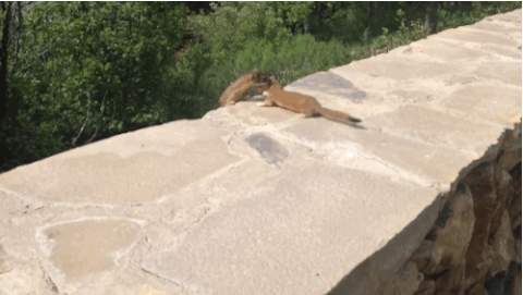 Weasel GIF - Find on GIFER