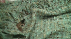 Weasel GIF - Find on GIFER