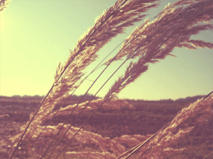 Fields nostalgia summer GIF - Find on GIFER