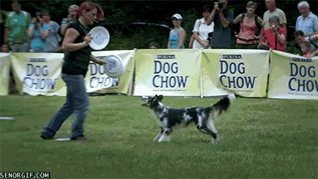 Flip dog GIF - Find on GIFER
