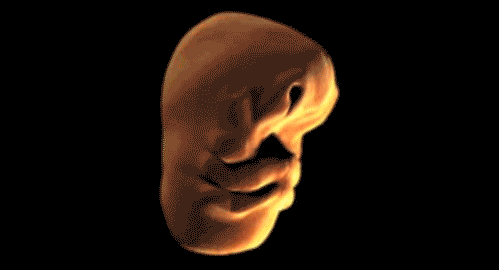 Face fetus form GIF - Find on GIFER