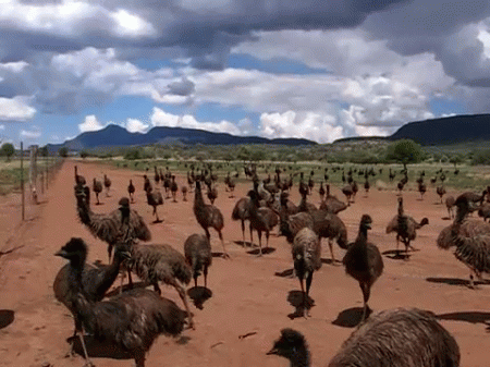 Mirai kuriyama GIF - Find on GIFER