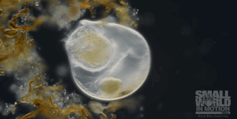 Microscope GIF - Find on GIFER