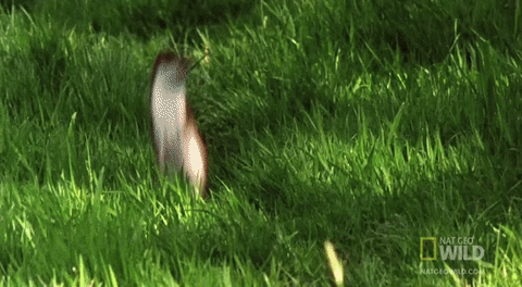 Hyper Animal Gif