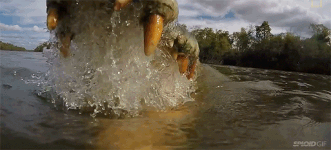 GIF crocodile - animated GIF on GIFER