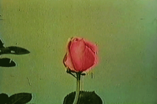Floral flower GIF - Find on GIFER
