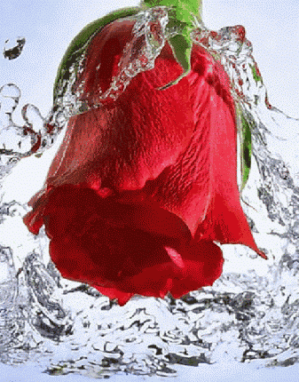 Rose GIF - Find on GIFER
