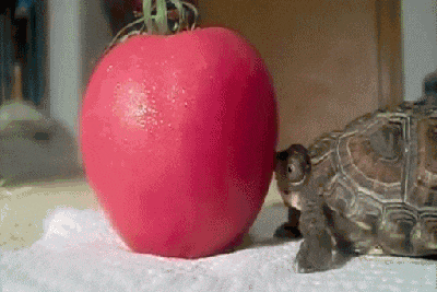 Tortoise GIF - Find on GIFER