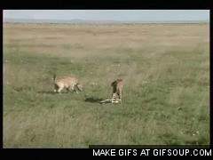 Cheetah GIF - Find on GIFER