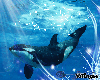 Killer Whale Swimming Gif An Orca Was Photographed Off The Sea Ranch