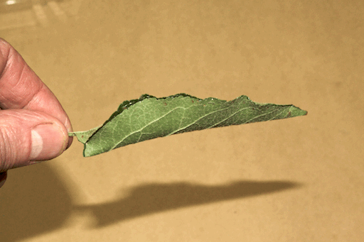 Leaves GIF - Find on GIFER