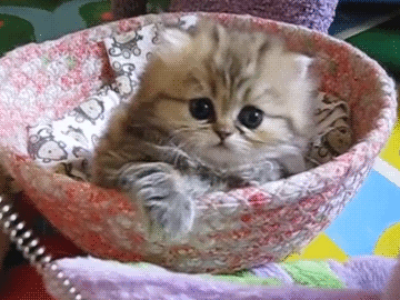 Kitten GIF - Find on GIFER