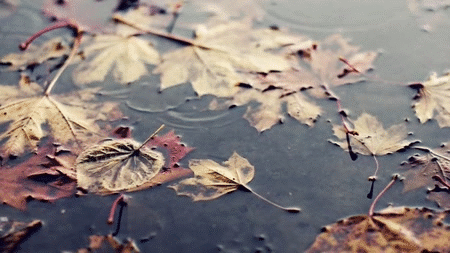 Autumn fall water GIF on GIFER - by Conjugelv