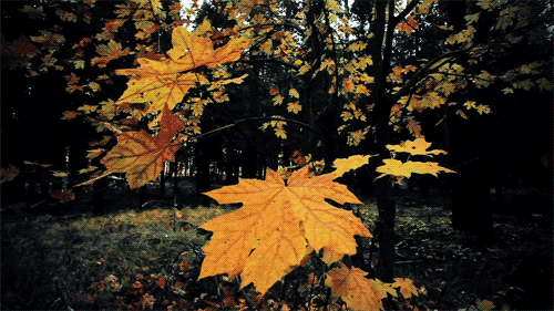Autumn nature beautiful GIF on GIFER - by Ironweaver
