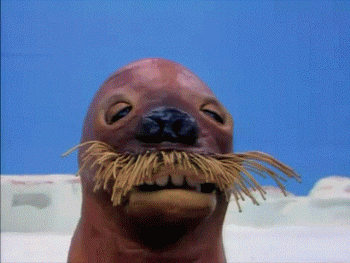 GIF walrus - animated GIF on GIFER