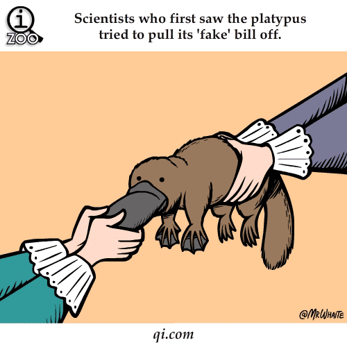 Fun facts animal facts GIF - Find on GIFER