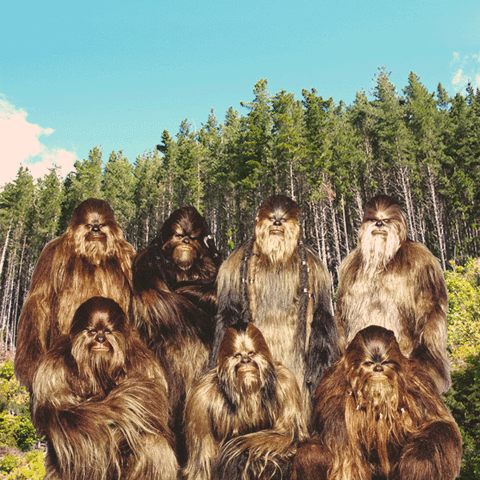 Wookie GIF - Encontrar em GIFER